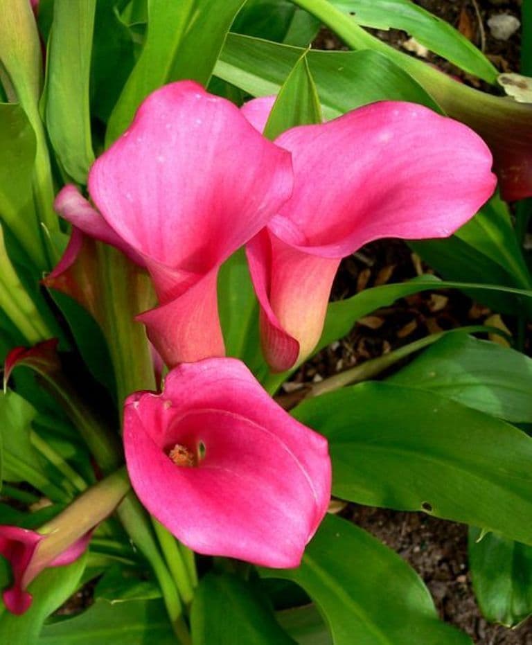 Zantedeschia Pink Giant Arum Lily Bulbs Size 22/24
