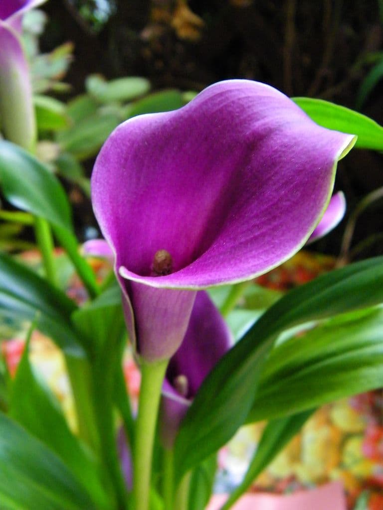 Zantedeschia Purple Heart Calla Arum Lily Bulbs Size 24/-