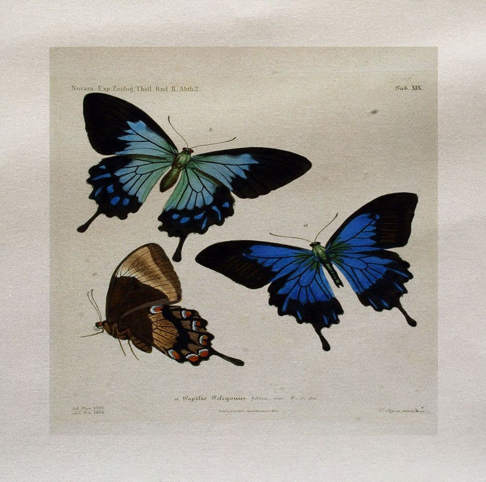 Blue Butterflies Butterfly Flying Insect Fabric Panel