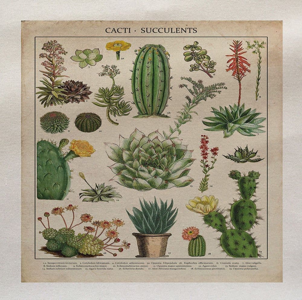 Cactus Cacti Succlent Printed Fabric Panel