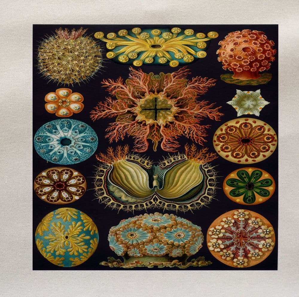 Under The Sea Ernst haeckel Printed Fabric Panel