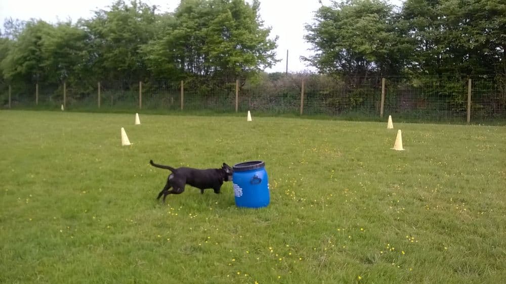 dog socialisation in North Devon, off lead dog field