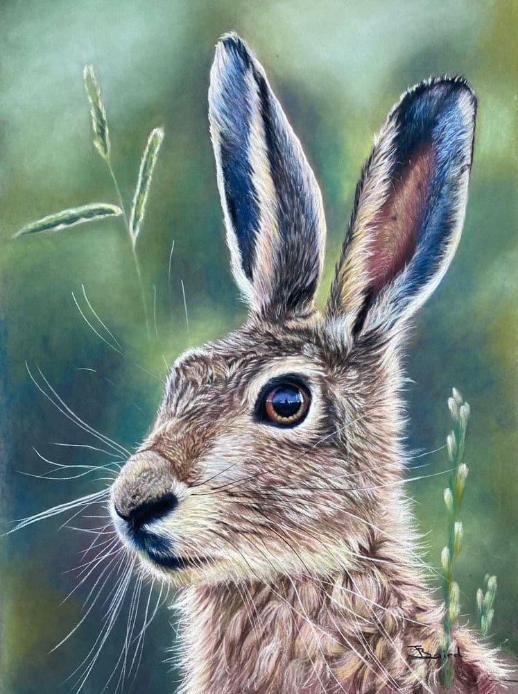 Jacqueline Baird Artist | I'm All Ears Irish Hare Print | Northern Ireland