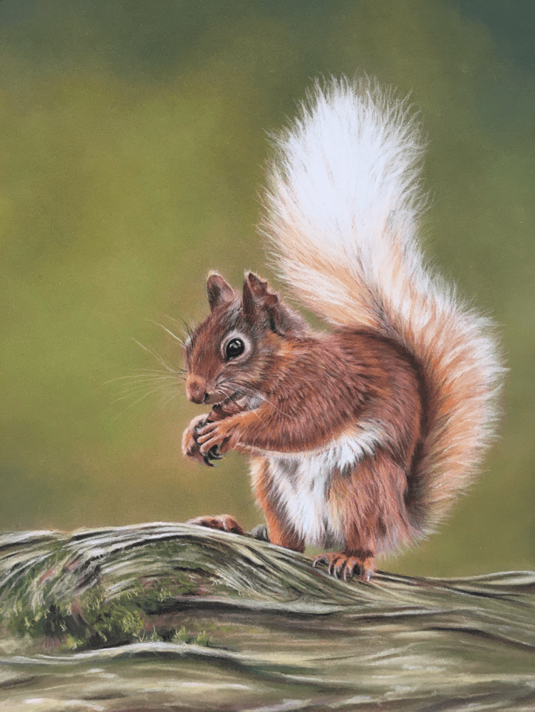 Jacqueline Baird Artist | Red Squirrel Print | Northern Ireland