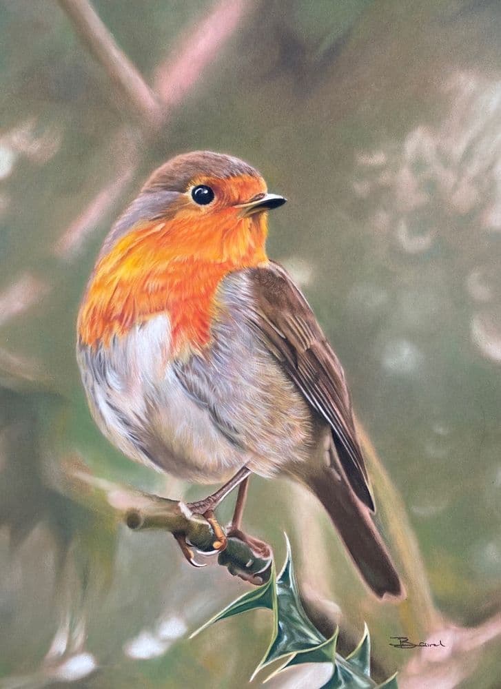 Jacqueline Baird Artist | Robin Redbreast Bird Print | Northern Ireland