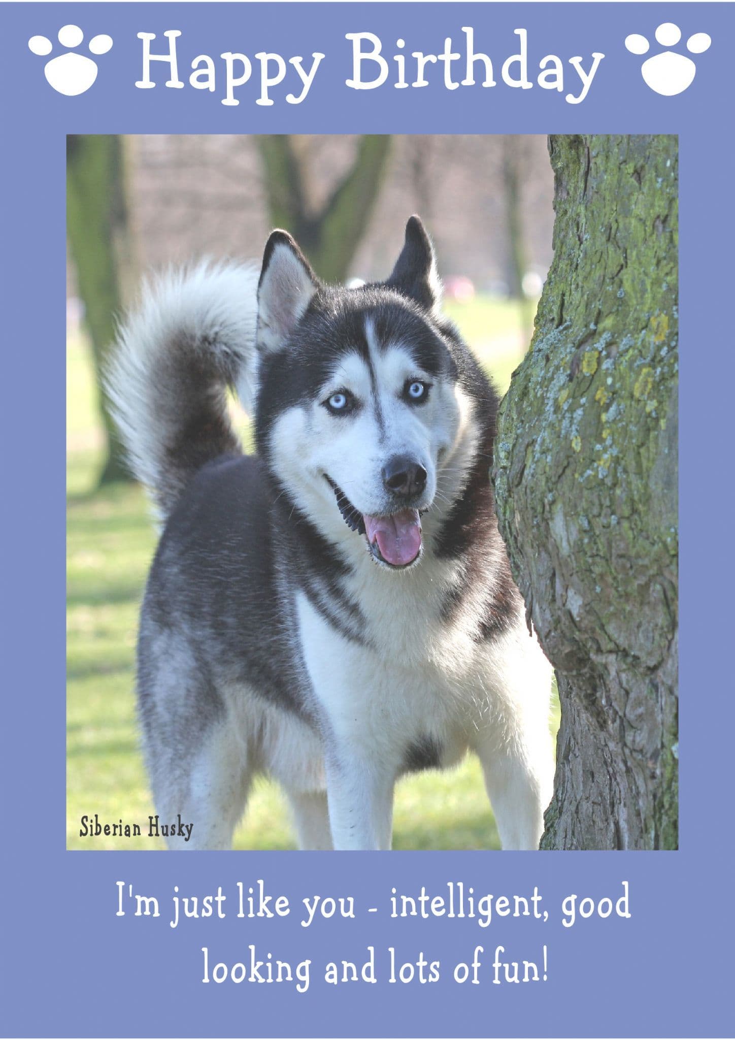 Dog Happy Birthday Husky