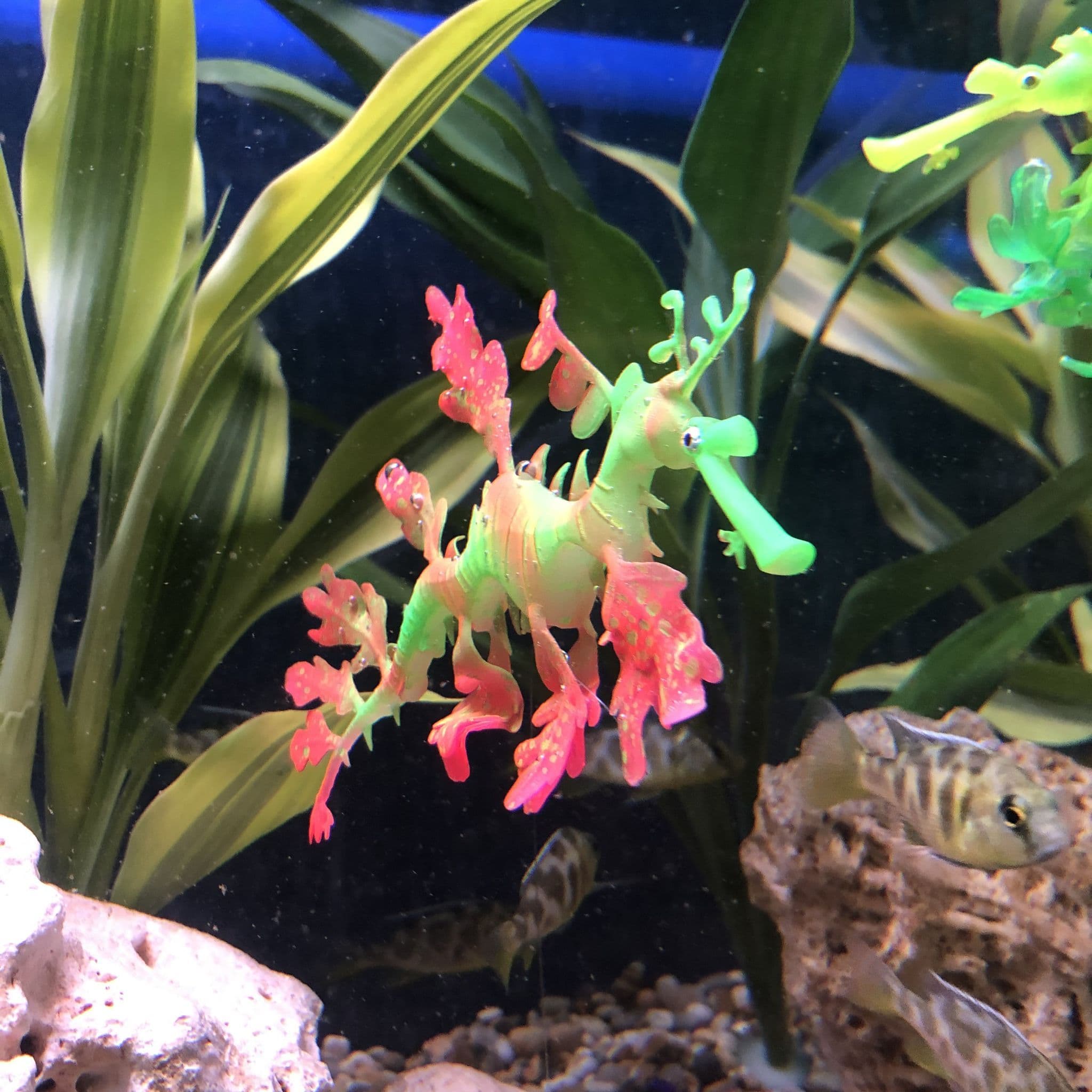 Colorful Sea Dragon