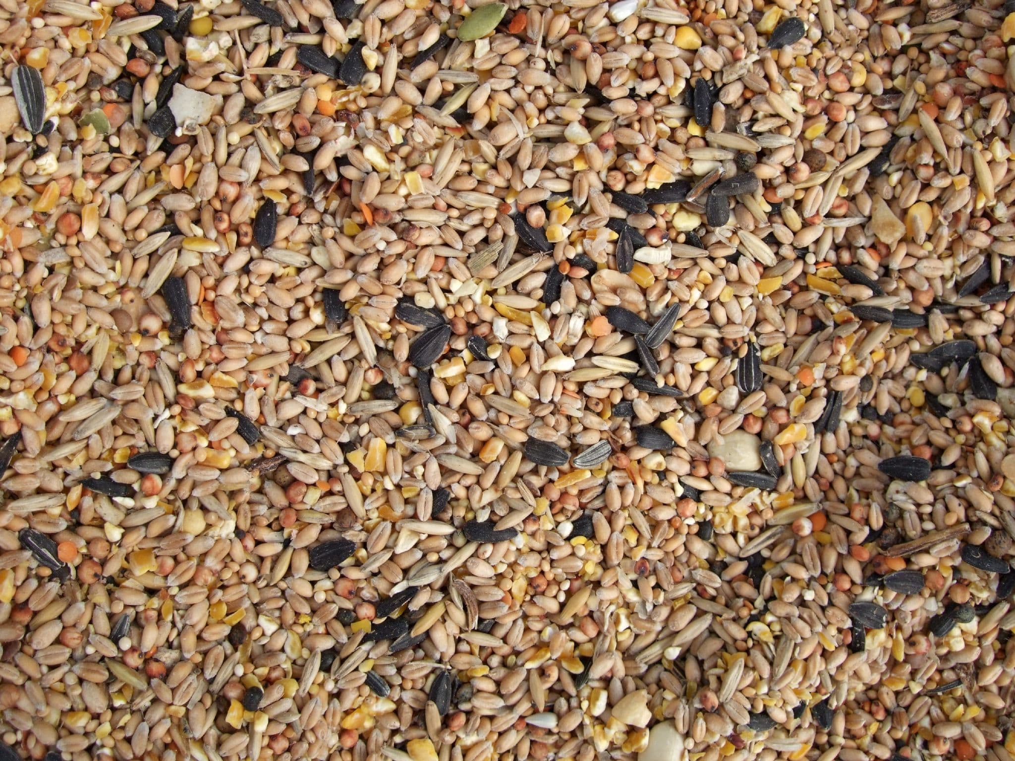 Dobby Special Wild Bird Mix 1kg bag