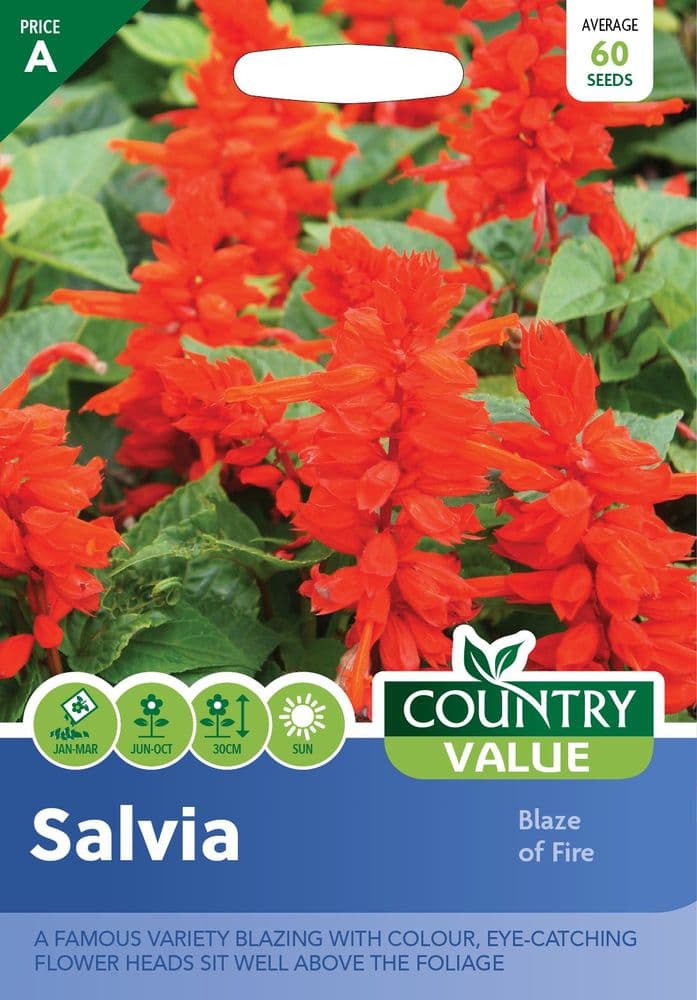 Salvia Blaze of Fire