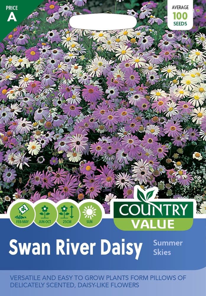 Swan River Daisy Summer Skies