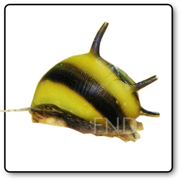 Horn Snail x1
