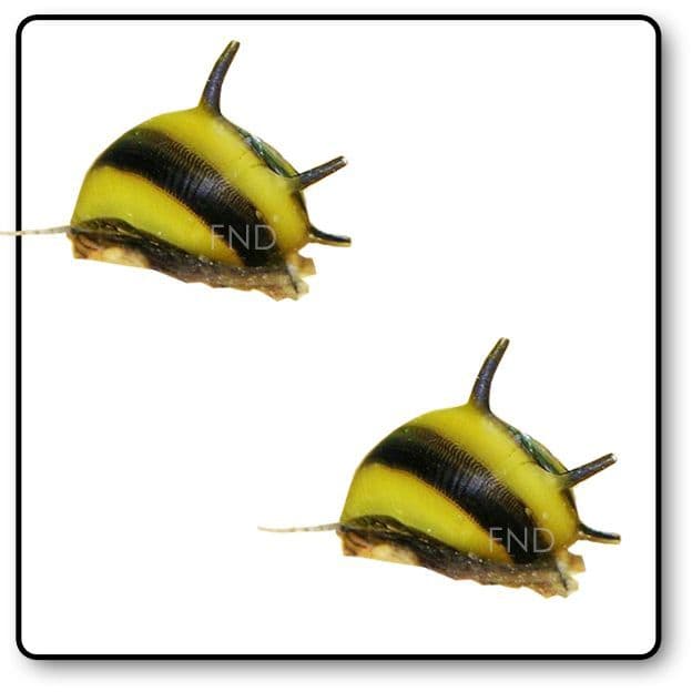 Horn Snail x2