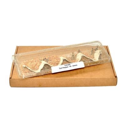 LetterBox Livefoods - Buy live reptile food online