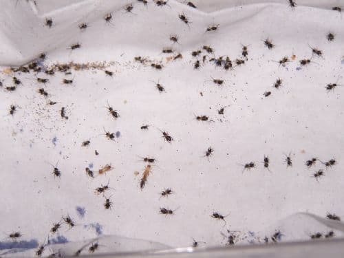 Hatchling Brown Crickets 1-2mm