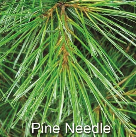 Pine Needle Essence Milk Box 4 x 5Ltr