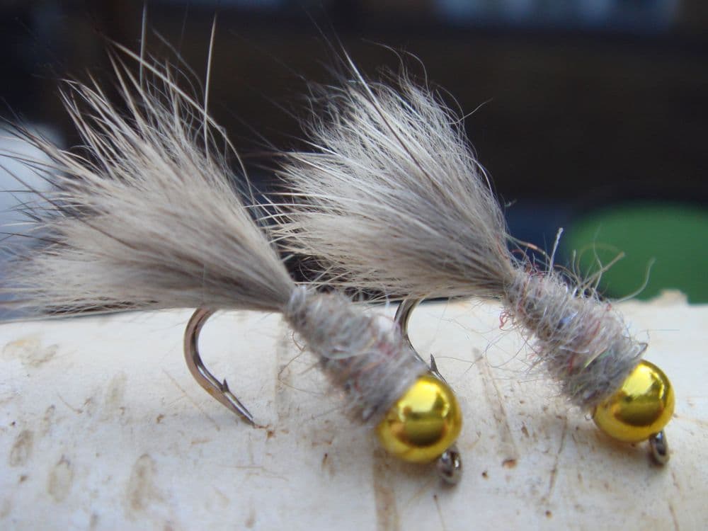 Martyn s Deadly Big Gold Headed Natural Hare s Ear Bug