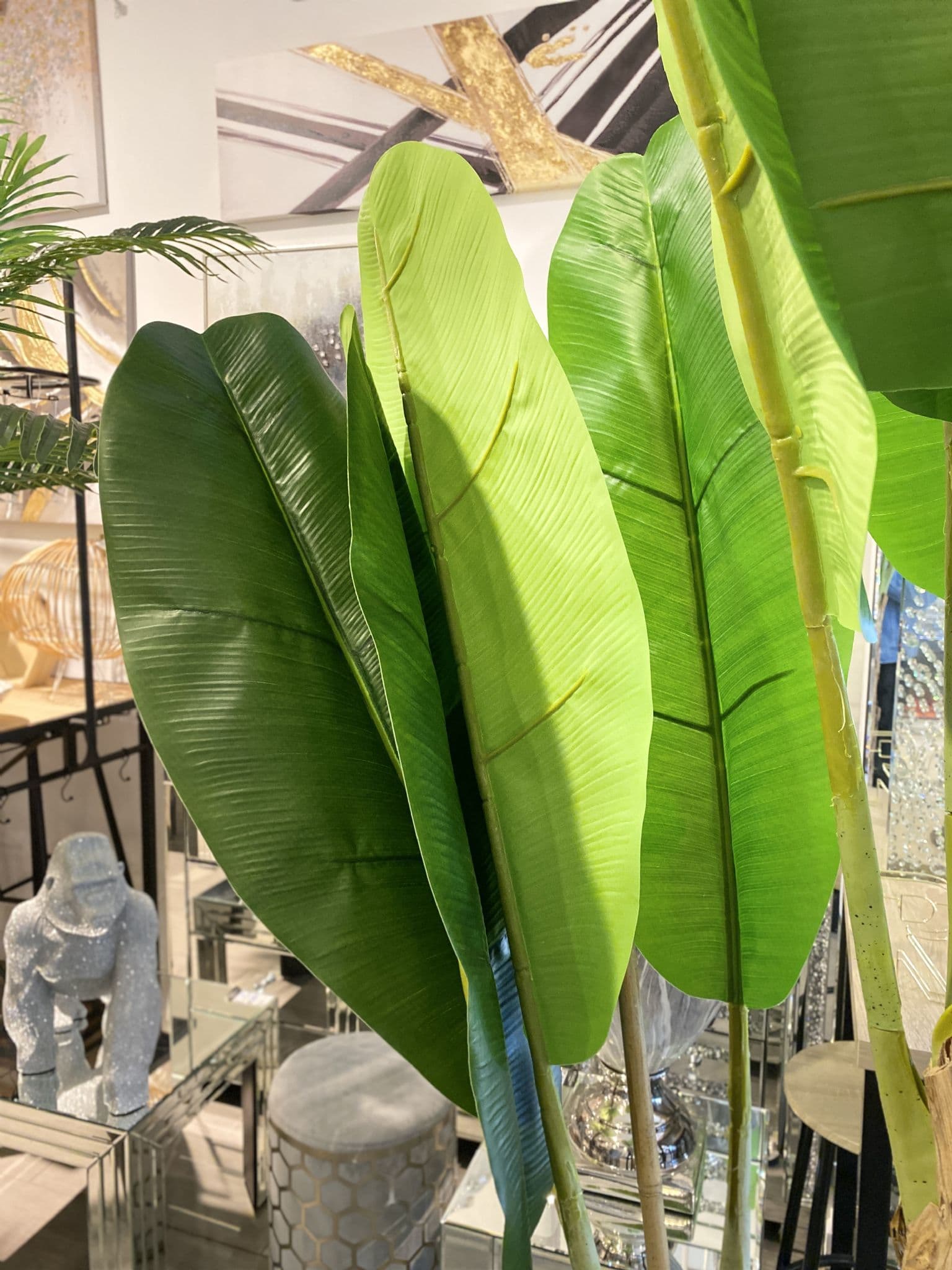 Large Ornamental Banana Tree in Black Pot
