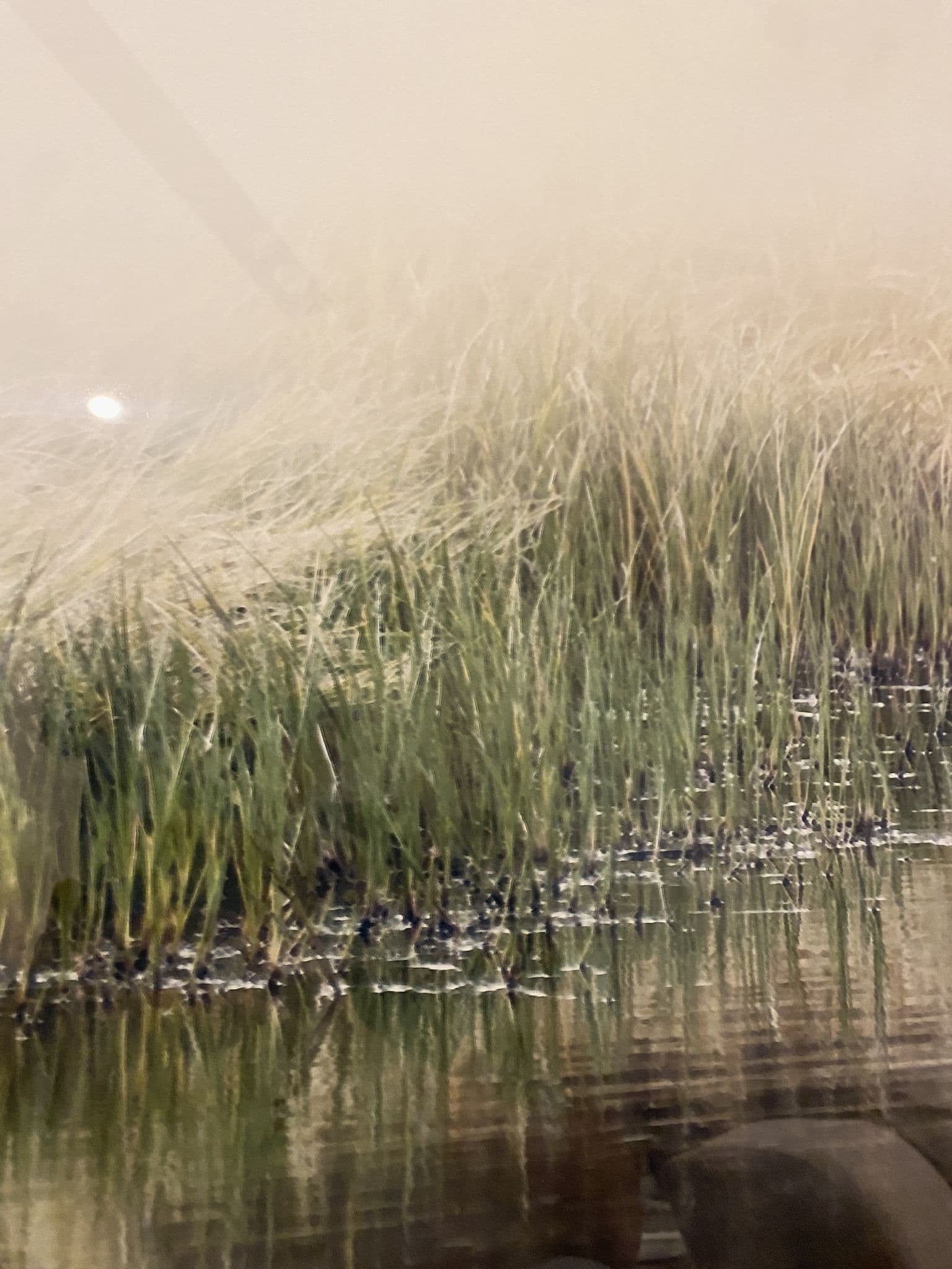 White Tiger Step Wall Art Black Step Frame 85Cm X 85Cm