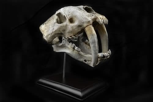 Sabretooth Skull WEBSITE EXCLUSIVE