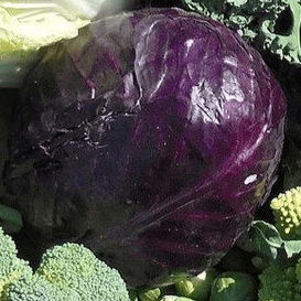 Chou rouge REDSKY pommé (Brassica oleracea botrytis botrytis)