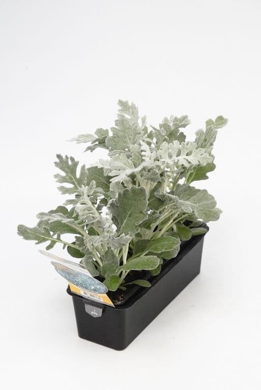 CINERAIRE MARITIME cineraria maritima silver dust HORTI SOLOGNE