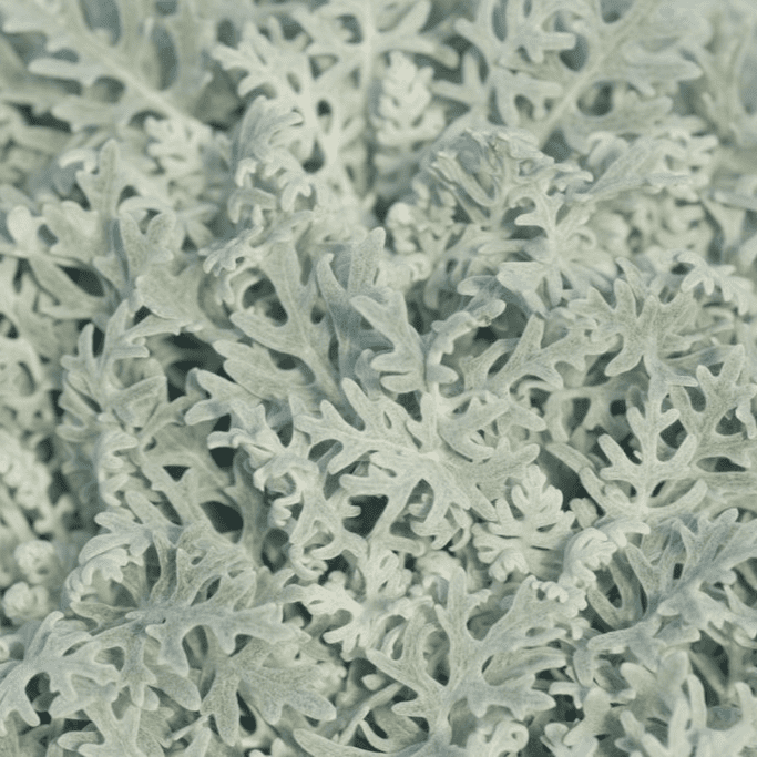 CINERAIRE MARITIME cineraria maritima silver dust HORTI SOLOGNE