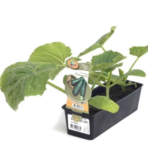 Plant de courgette ASTIA longue verte et lisse