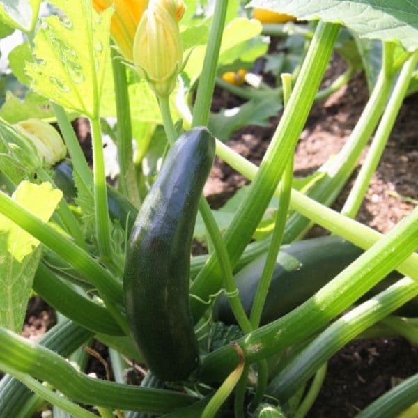 Plant de courgette ASTIA longue verte et lisse