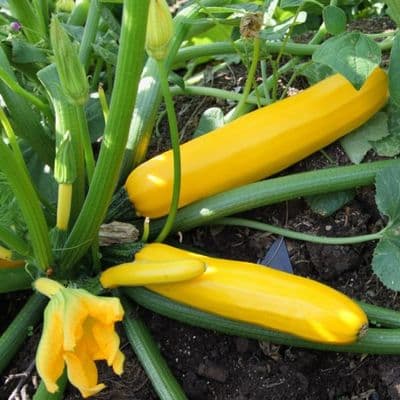COURGETTE RONDE JAUNE ONE BALL originale et douce