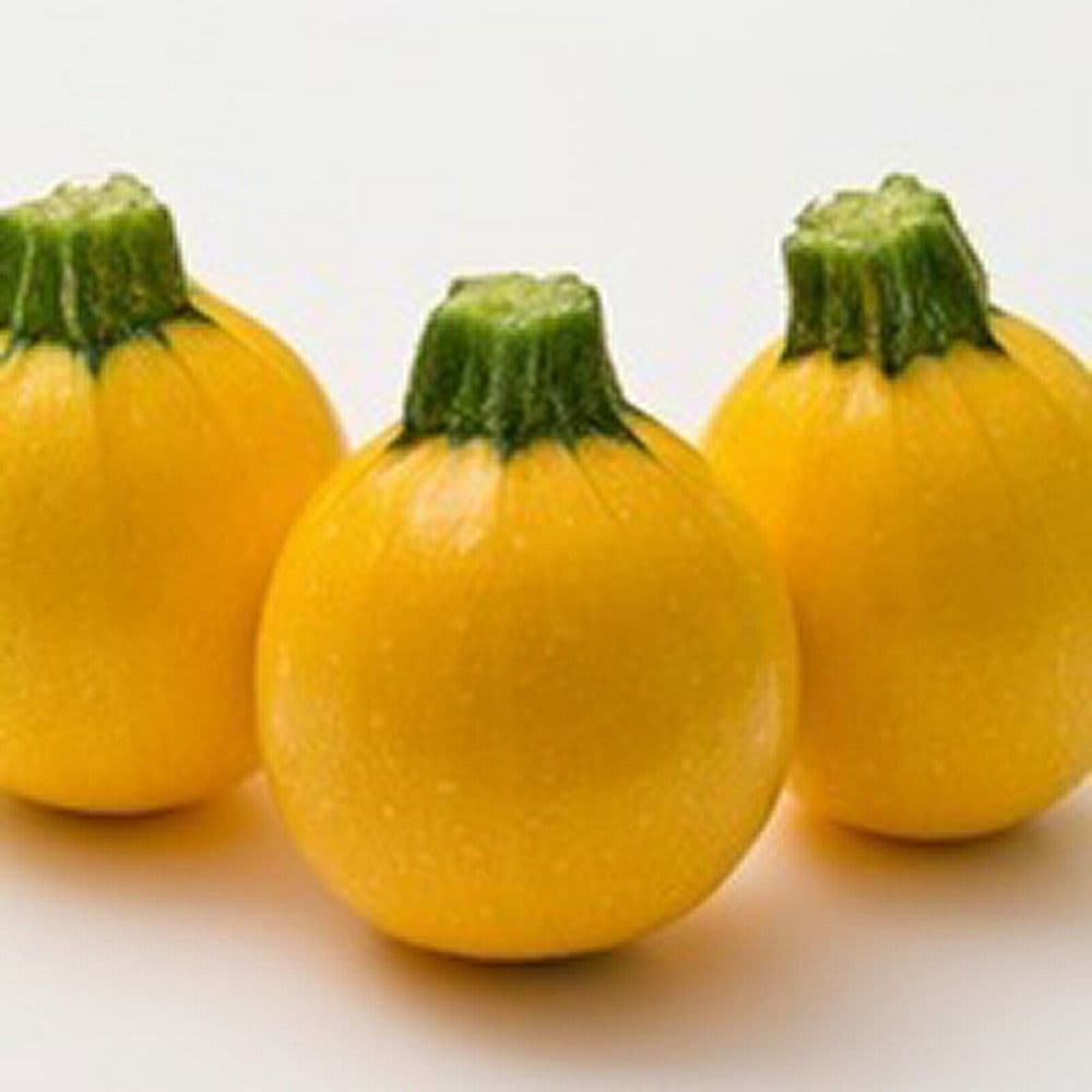 COURGETTE RONDE JAUNE LUNEOR DOUCE