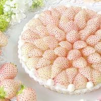FRAISE ANANAS Anablanca rare, sucrée et savoureuse variété collection