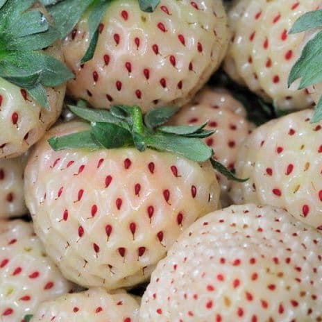 FRAISE ANANAS Anablanca rare, sucrée et savoureuse variété collection