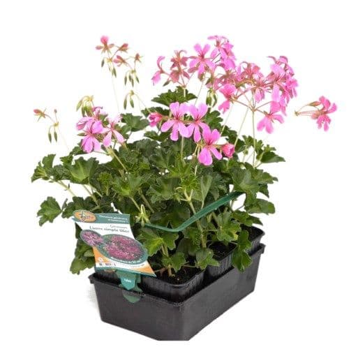GERANIUM LIERRE SIMPLE roi des balcons Pelargonium peltatum