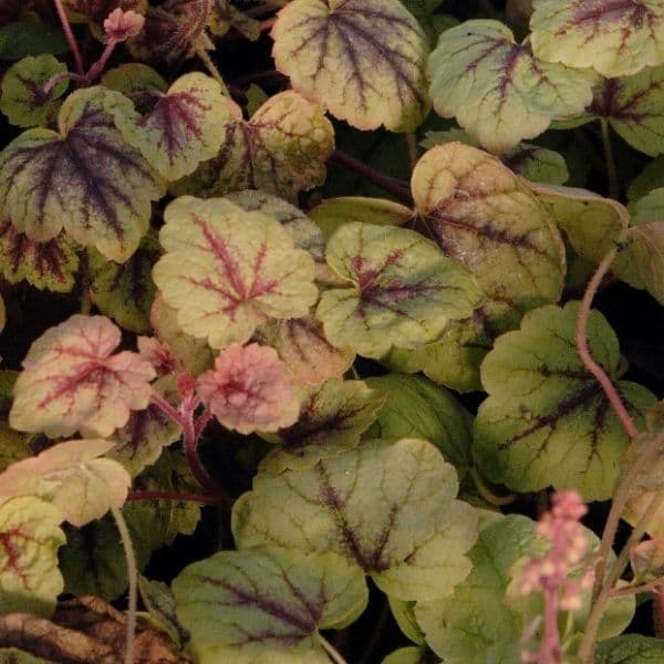 Plants d'HEUCHERE heuchera variees vivace ton jaune rouge ou vert