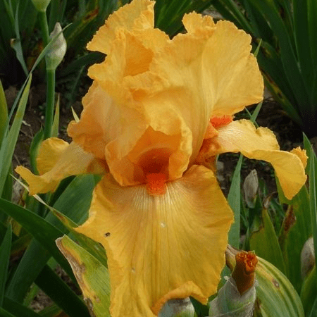 Iris des jardins de collection Marcel Turbat abricot