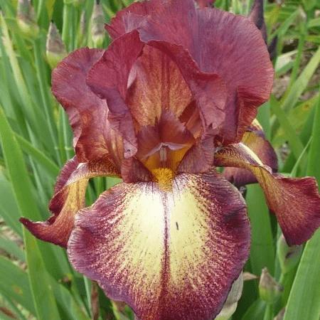 Iris des jardins de collection Provençal pourpre et jaune