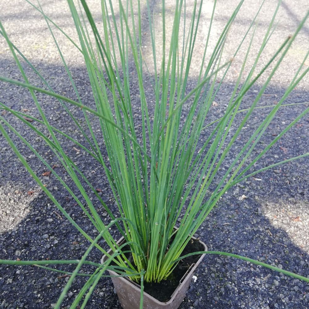 Plants de JUNCUS EFFUSUS SPIRALUS graminee vivace