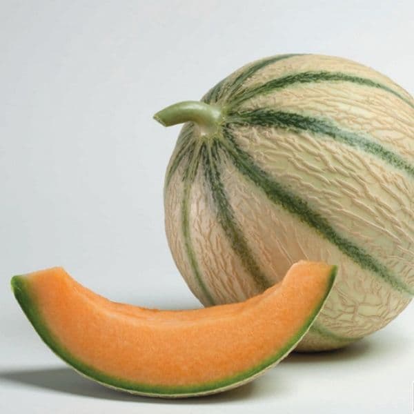 MELON ANASTA hybride F1 productif et délicieux