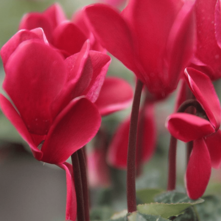 MINI cyclamen VARIEE HORTI SOLOGNE