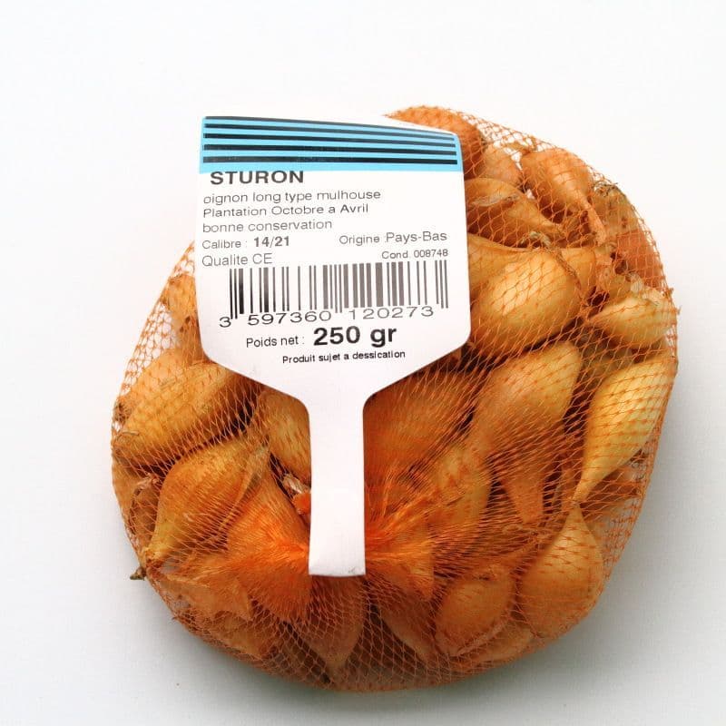 Plants d'oignons quatre variétés