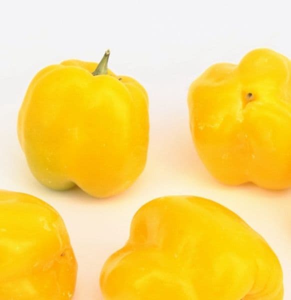 POIVRON carrés jaune orange osez les couleurs