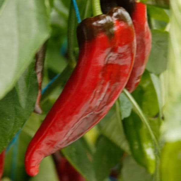 POIVRON SPADI doux long classique