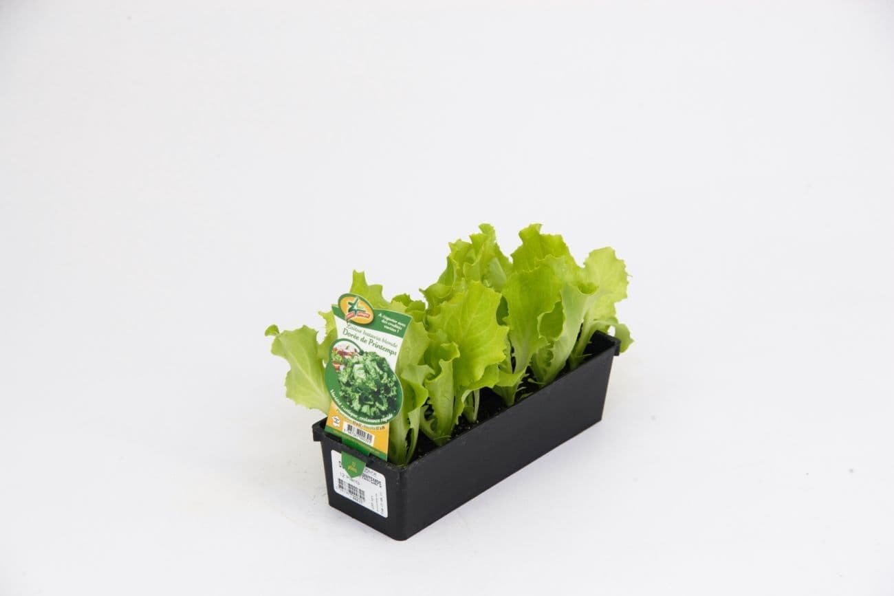 Laitue et batavia => salade verte ou rouge six variétés