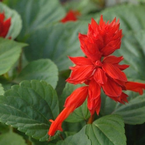 Plant de Sauge plendens rouge annuelle SALVIA SPLENDENS