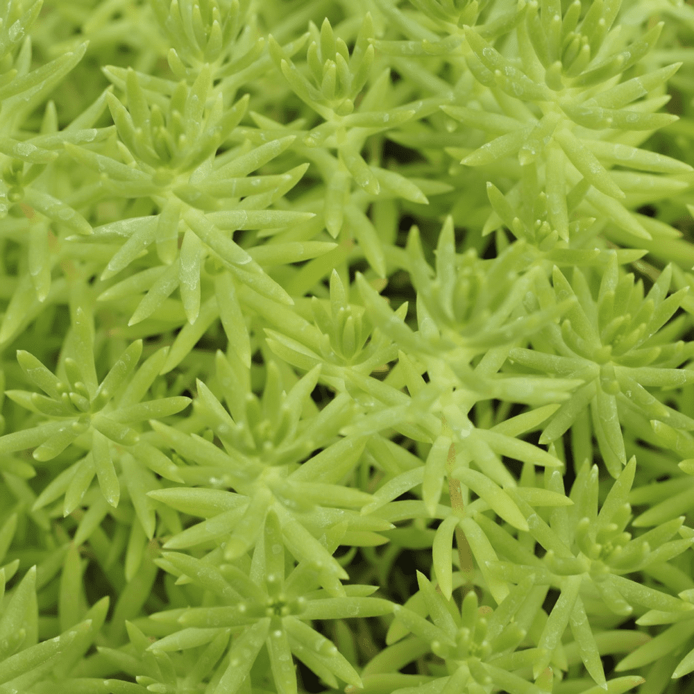 Plant de sedum vert plante à feuillage bas et prolifique
