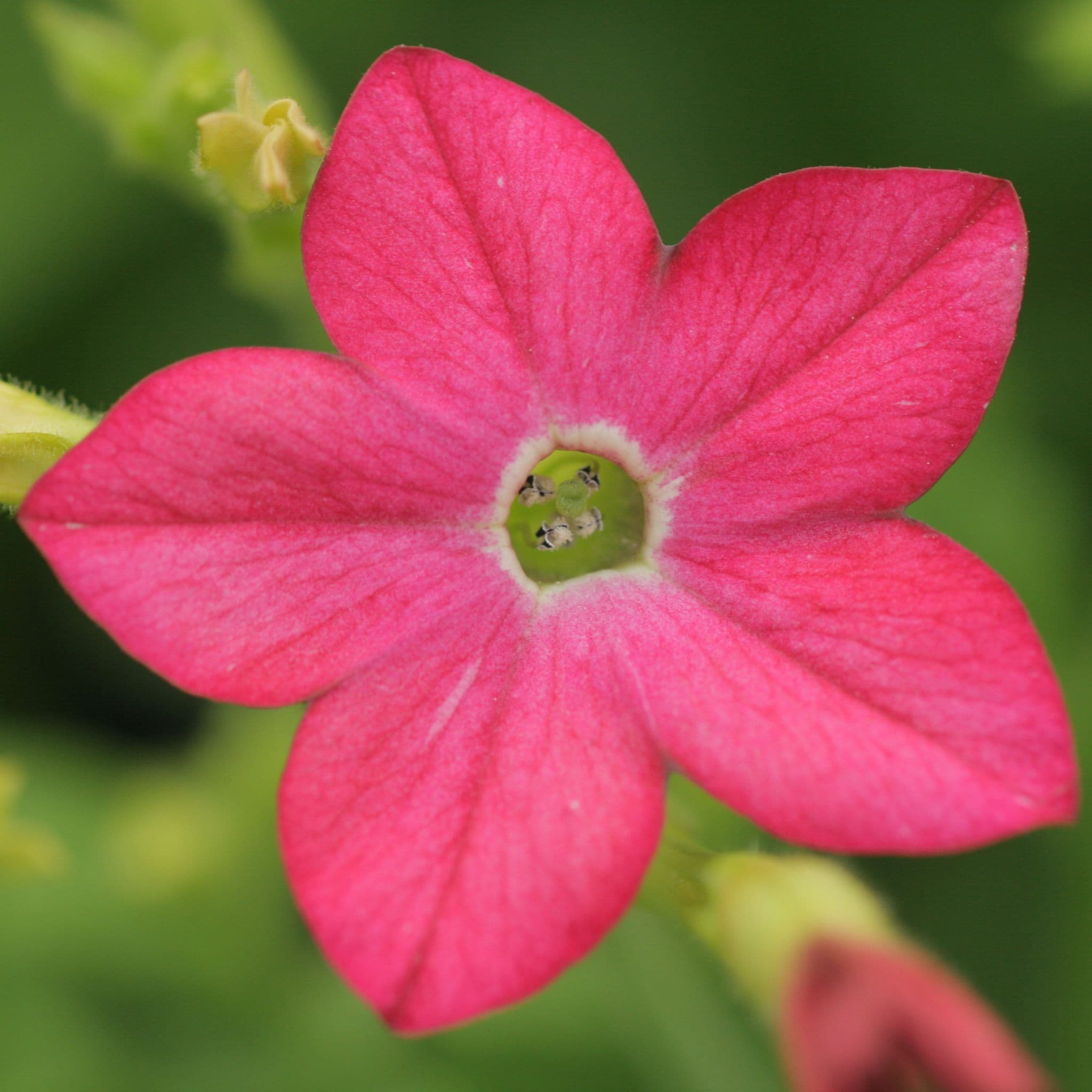 TABAC NAIN D'ornement (nicotiana alata) annuelle de décoration