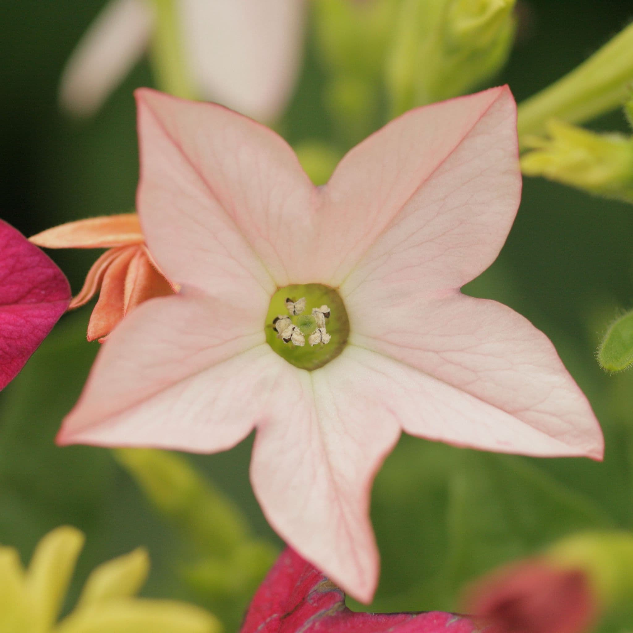 TABAC NAIN D'ornement (nicotiana alata) annuelle de décoration