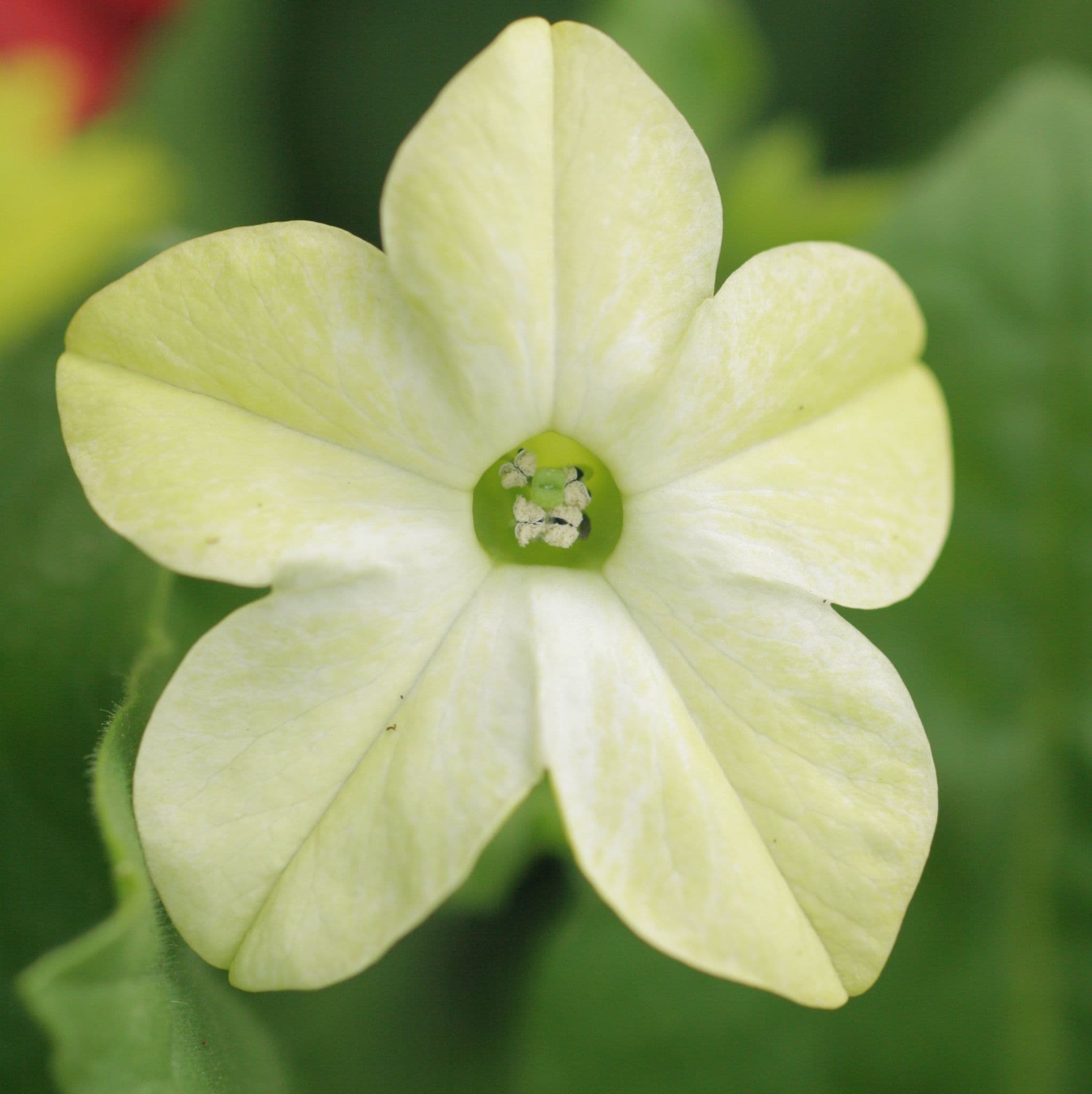 TABAC NAIN D'ornement (nicotiana alata) annuelle de décoration