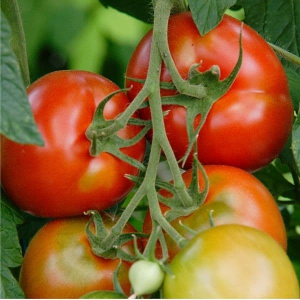 TOMATE COBRA rustique et savoureuse