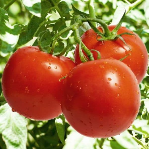 TOMATE FANDANGO très beau fruits rond
